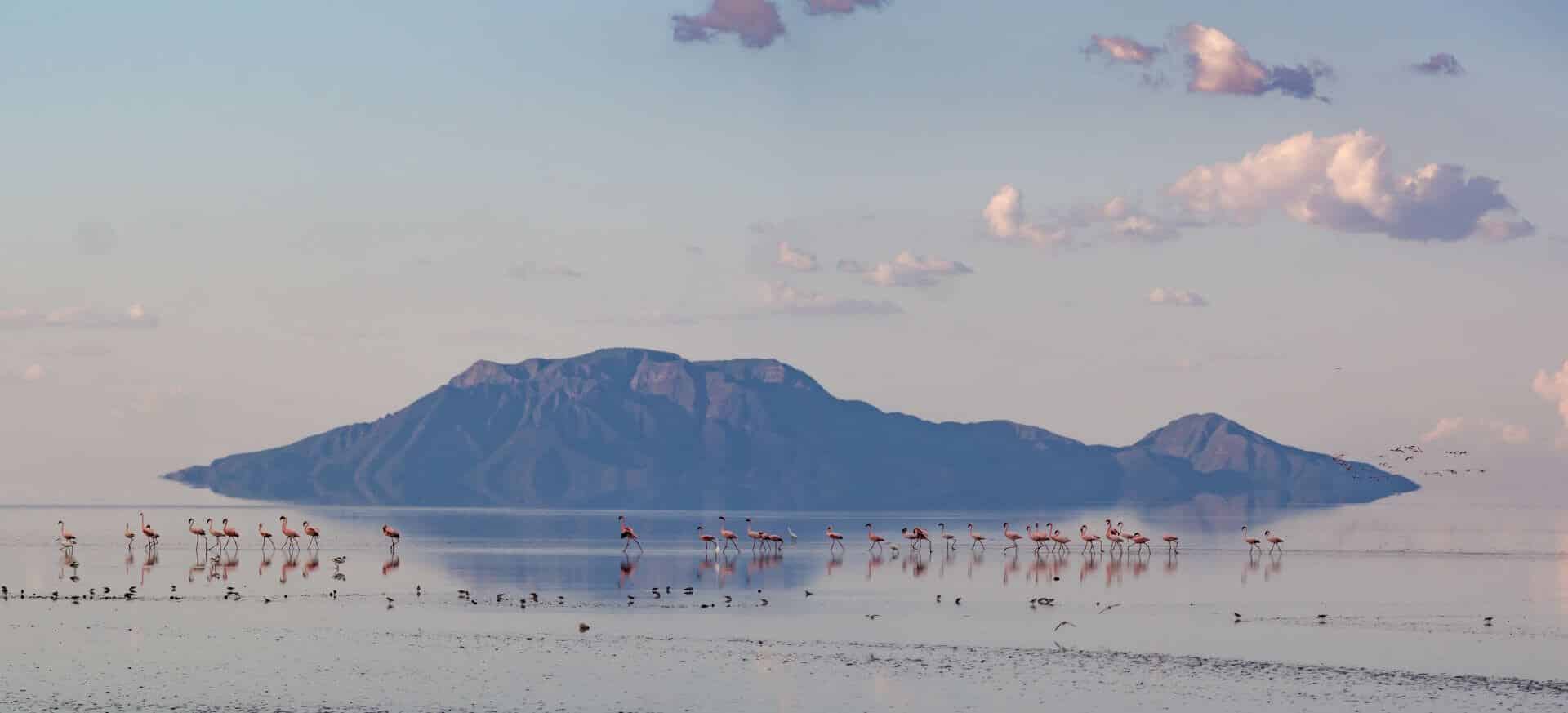 Lago Natron e il suo ecosistema unico: tra fenicotteri, vulcani e ...